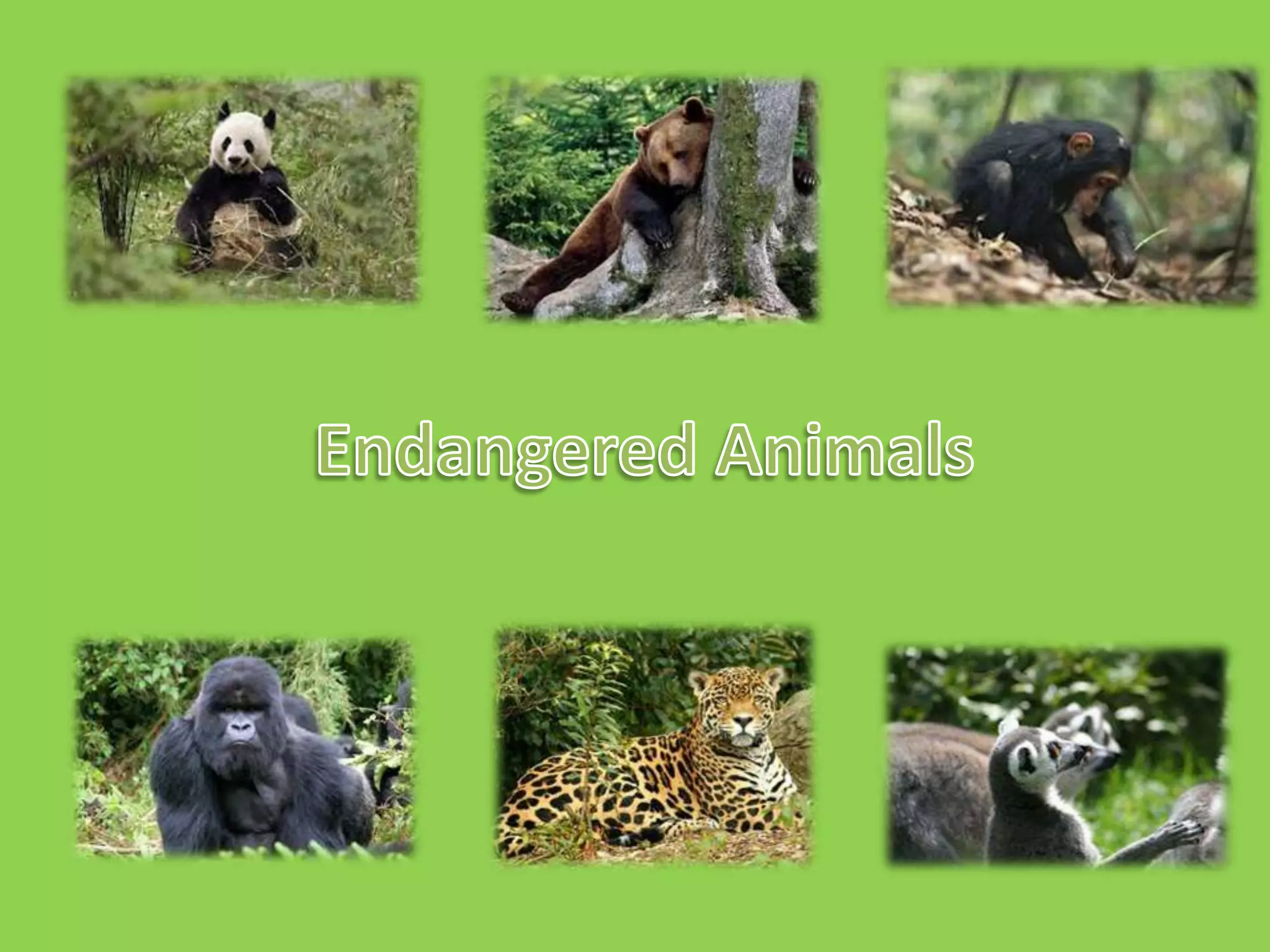 Endangered animals | PPT