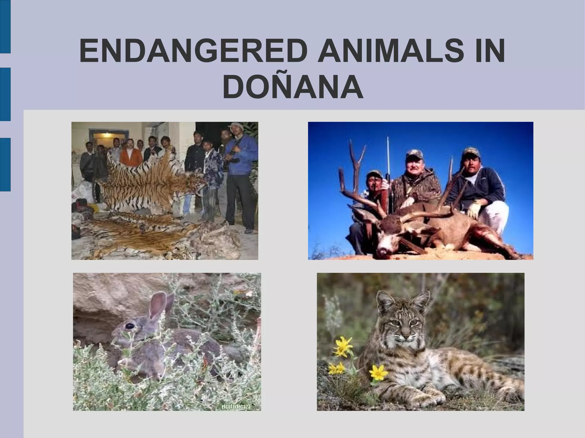Endangered animals | PPT