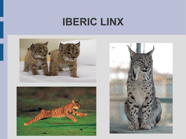 Endangered animals | PPT