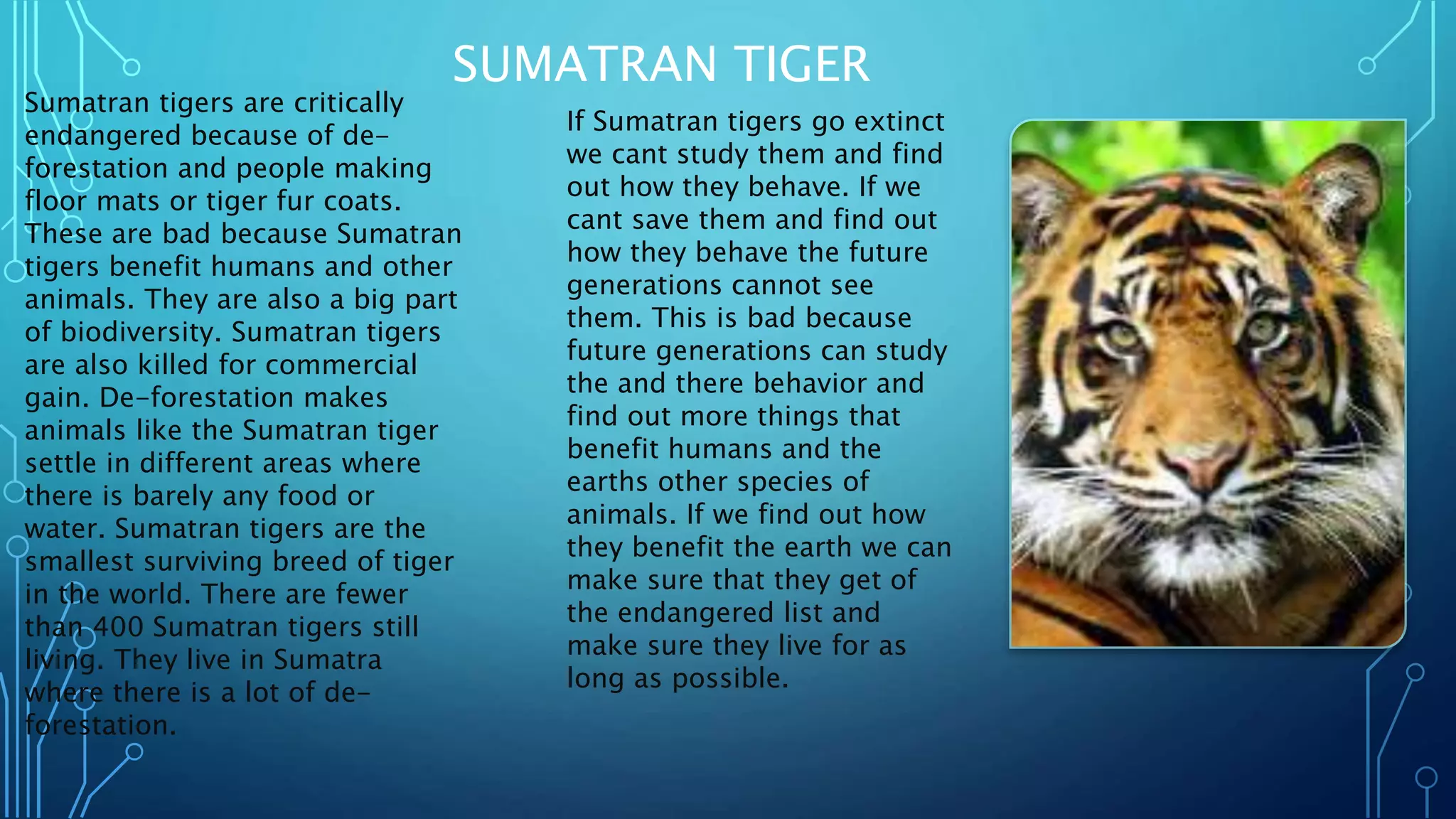 Endangered animals | PPT
