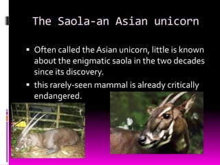 Endangered animals | PPTX