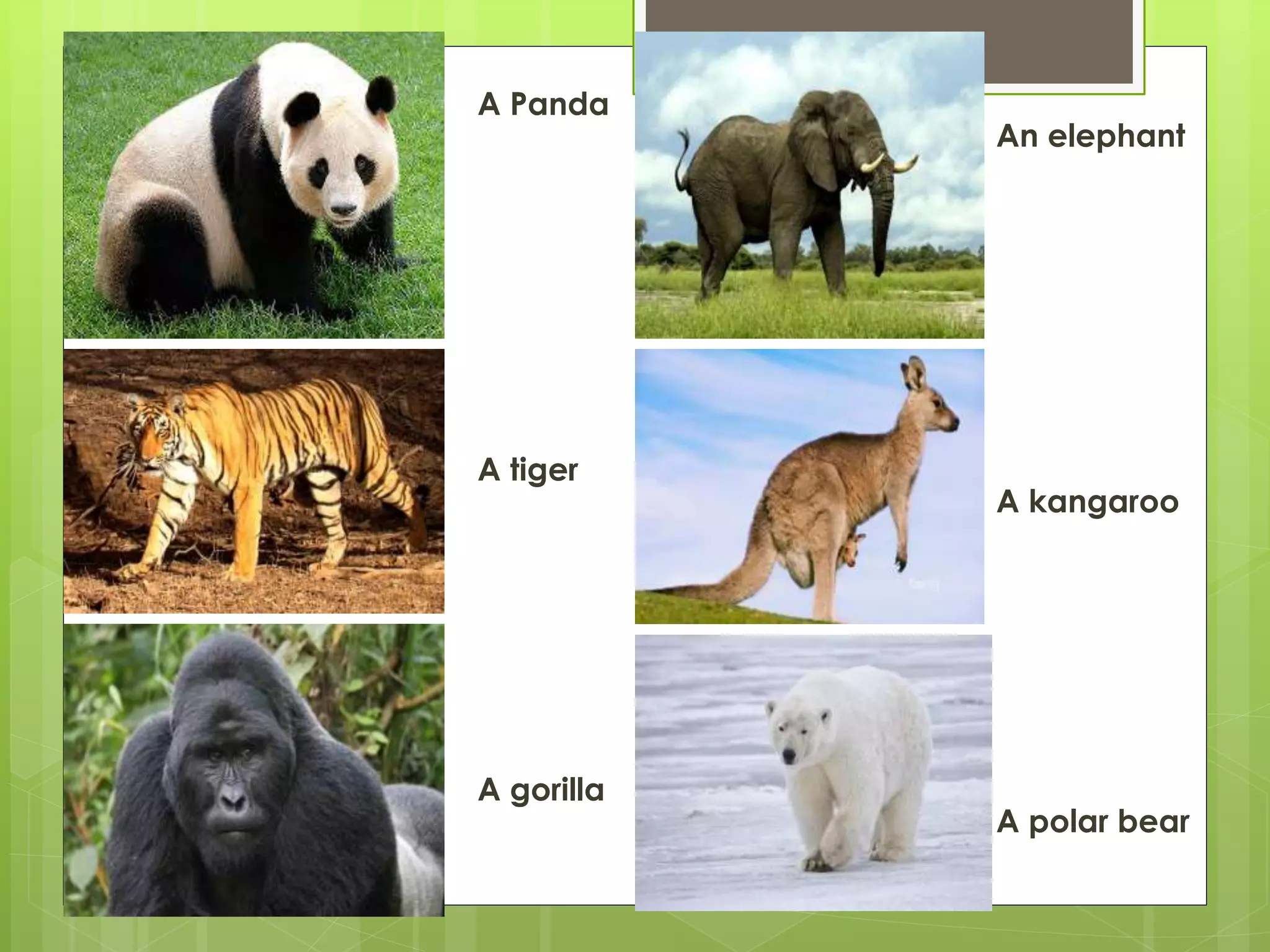 Endangered animals | PPTX
