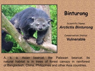 Endangered Animals | PPT