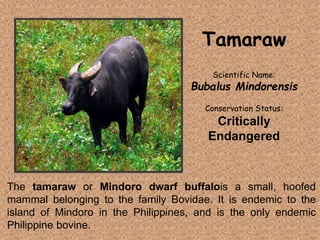 Endangered Animals | PPT