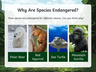 Endangered animals | PPT