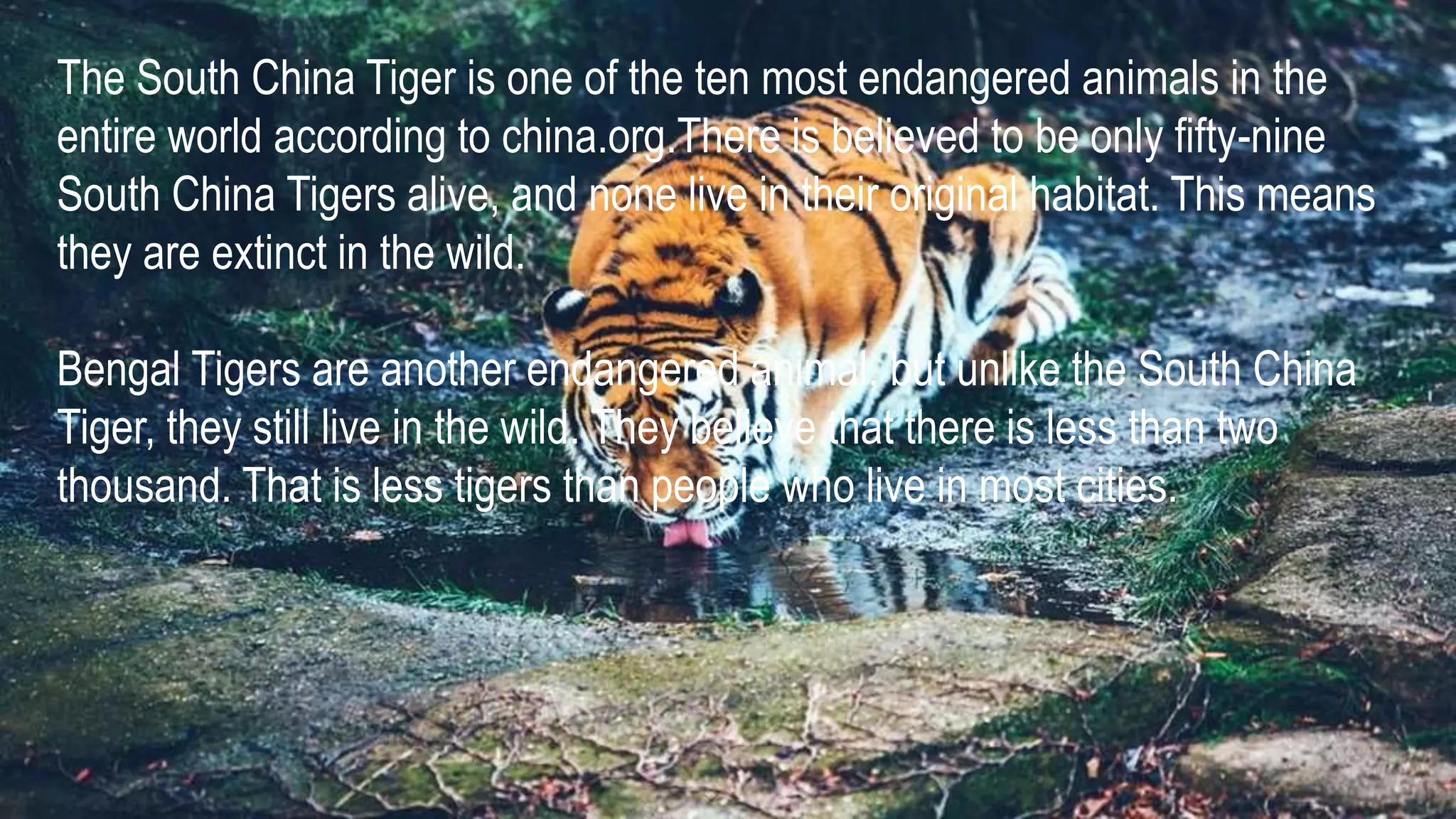 Endangered Animals - Biology Presentation | PPTX