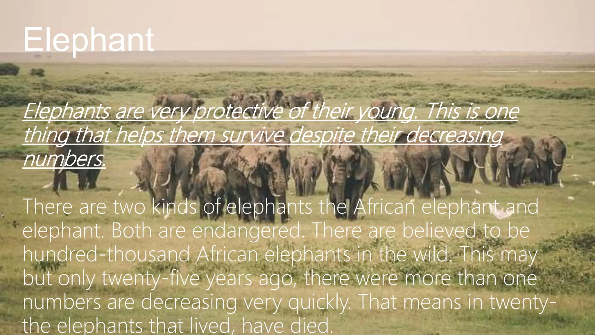 Endangered Animals - Biology Presentation | PPTX