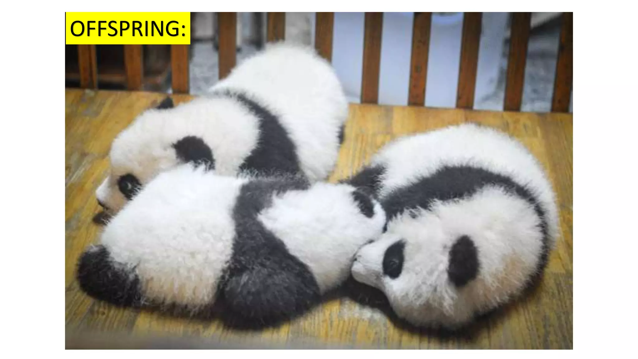 ENDANGERED ANIMALS - MELO HUAMAN.pptx