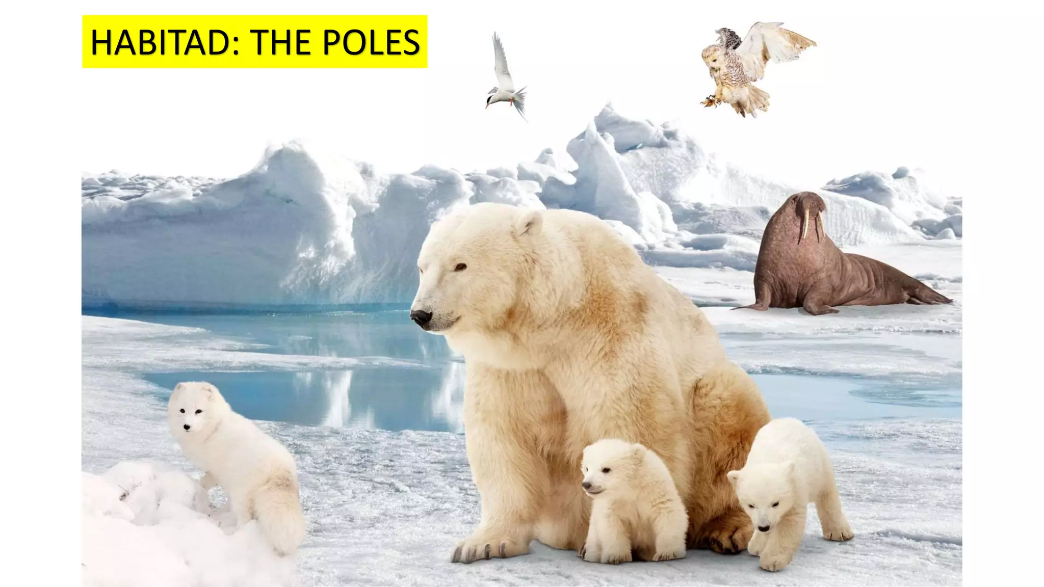 ENDANGERED ANIMALS - MELO HUAMAN.pptx