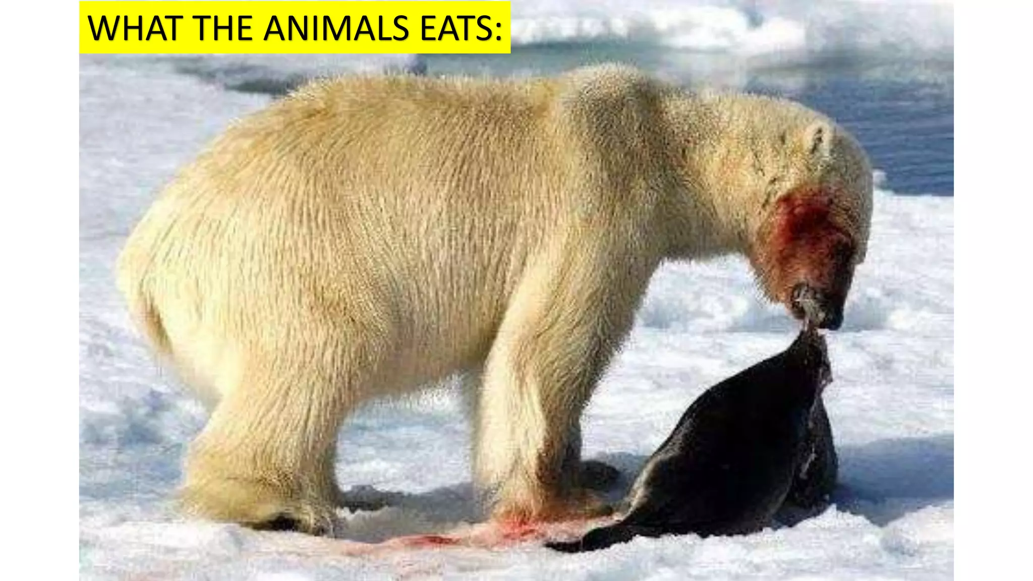 ENDANGERED ANIMALS - MELO HUAMAN.pptx