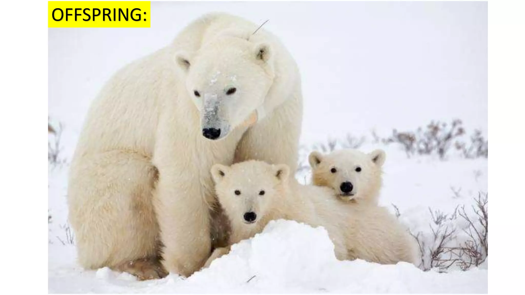 ENDANGERED ANIMALS - MELO HUAMAN.pptx