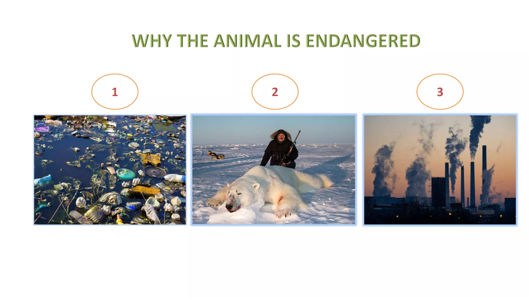 ENDANGERED ANIMALS - MELO HUAMAN.pptx