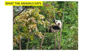 ENDANGERED ANIMALS - MELO HUAMAN.pptx