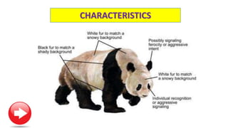 ENDANGERED ANIMALS - MELO HUAMAN.pptx | Polar Travel | Travel Locations