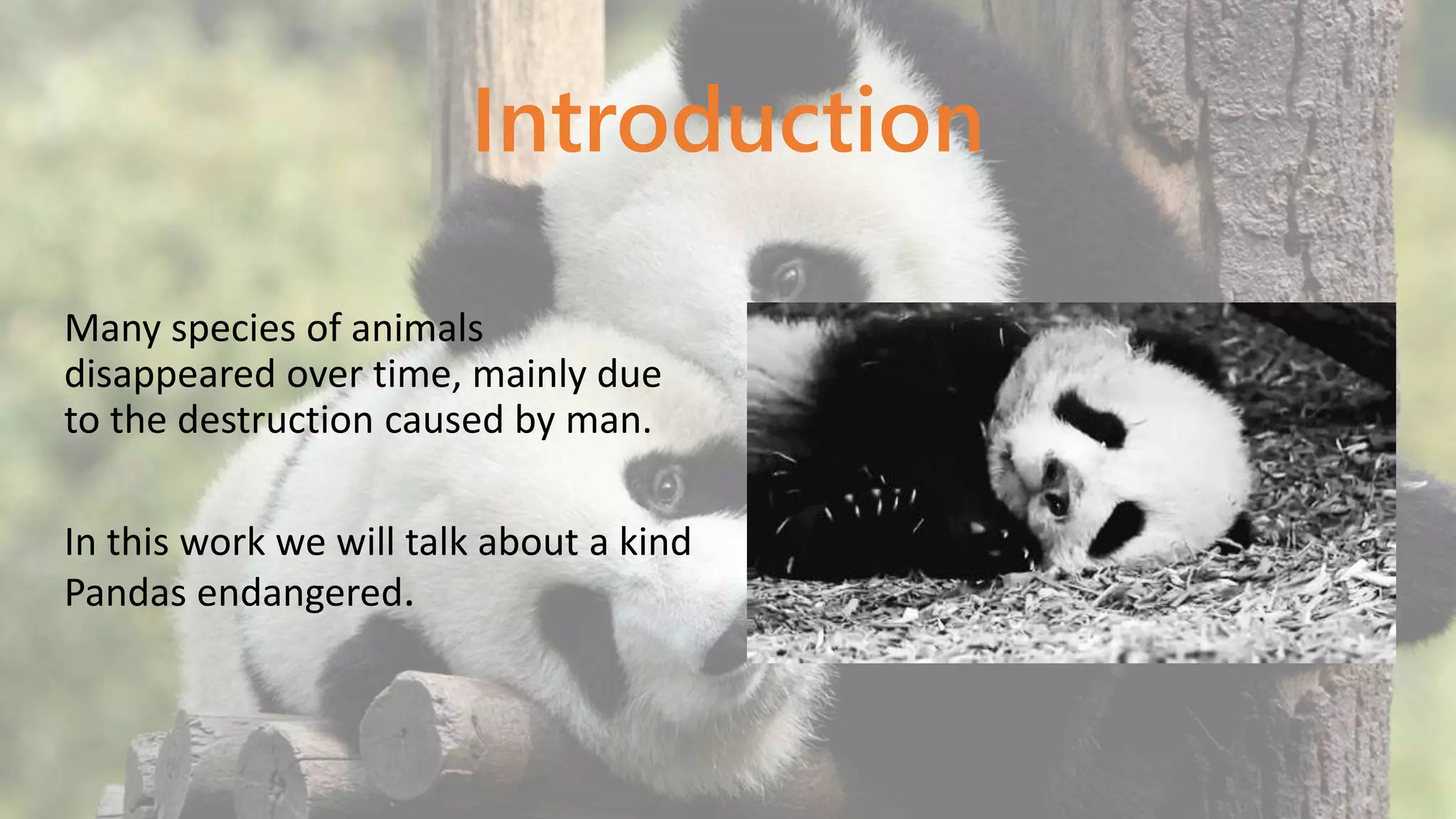Endangered animals panda - | PPTX