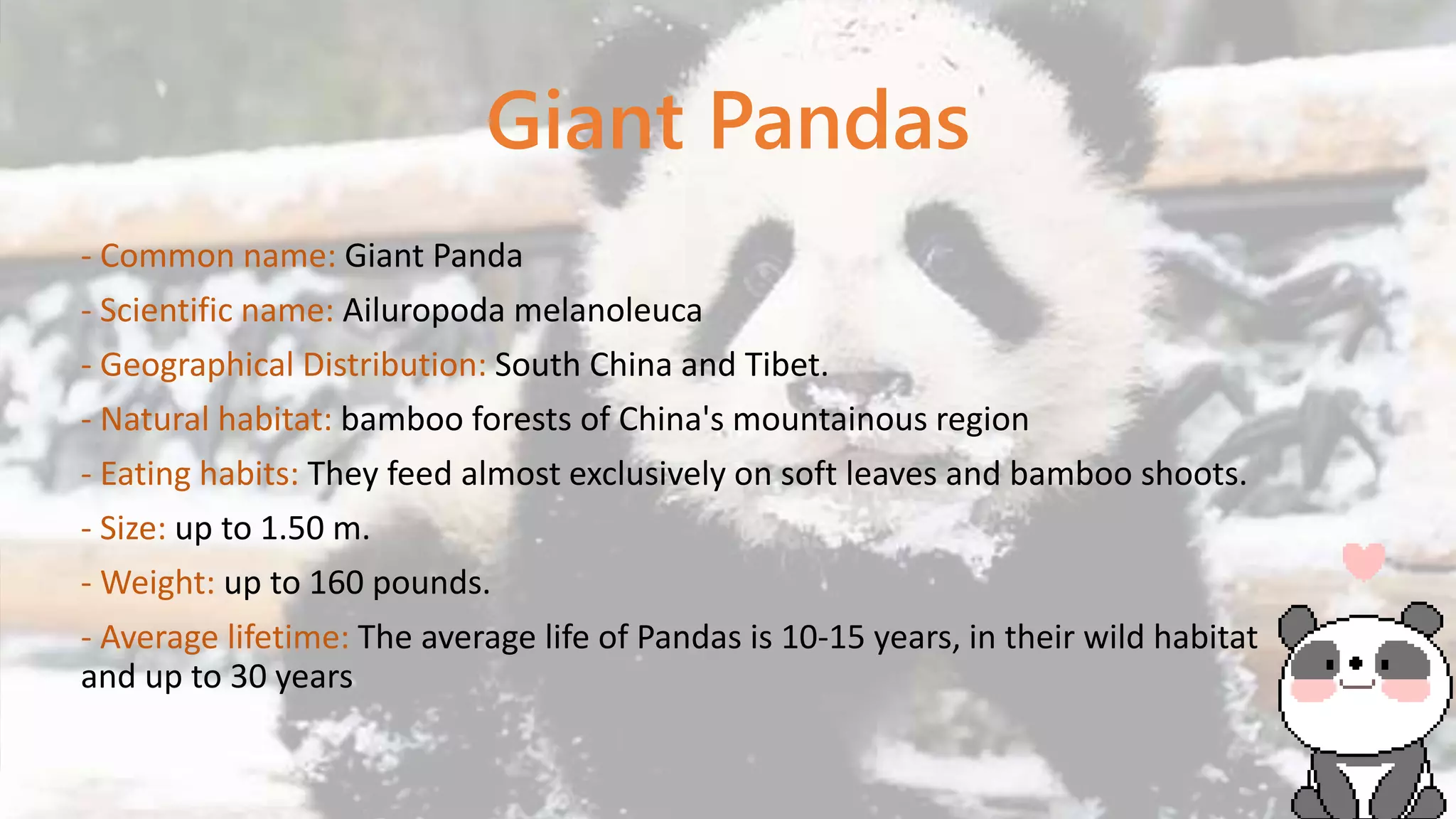 Endangered animals panda - | PPTX