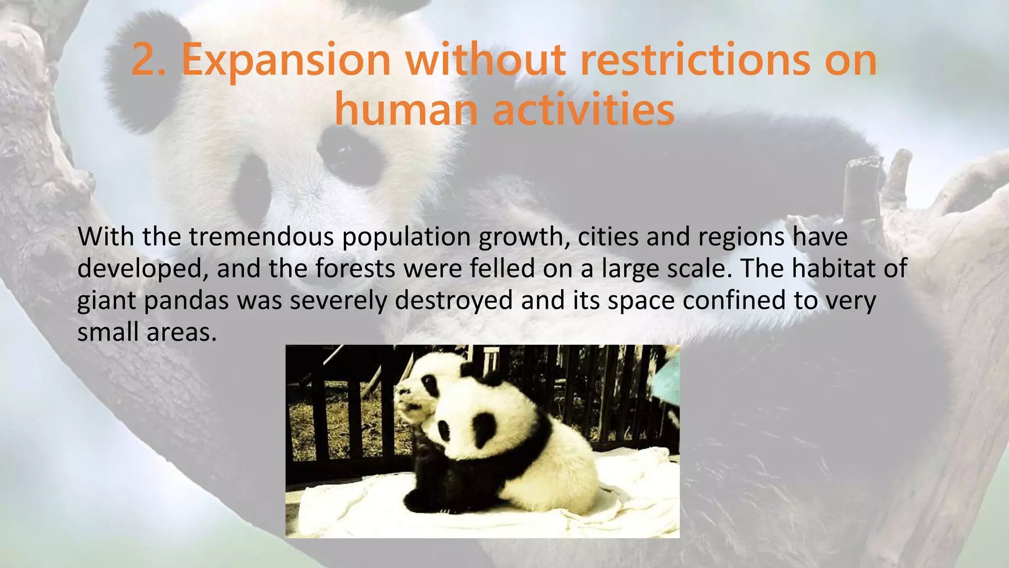 Endangered animals panda - | PPTX