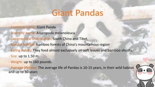 Endangered animals panda - | PPTX | Large Animals | Pets