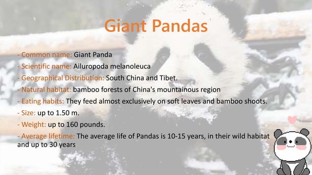 Endangered animals panda - | PPTX | Large Animals | Pets