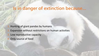 Endangered animals panda - | PPTX