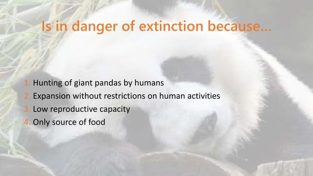 Endangered animals panda - | PPTX | Large Animals | Pets