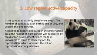 Endangered animals panda - | PPTX