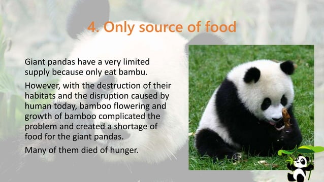 Endangered animals panda - | PPTX | Large Animals | Pets