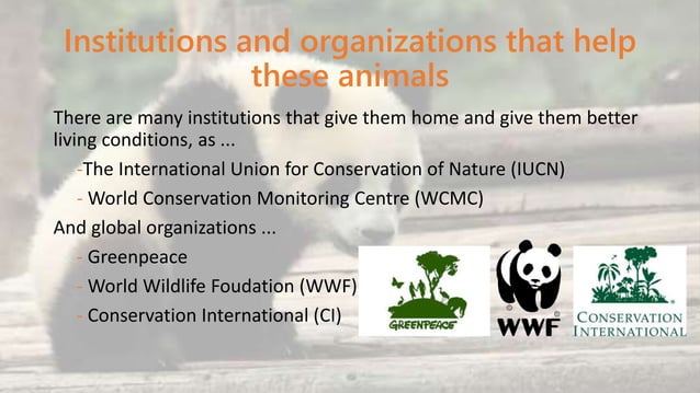 Endangered animals panda - | PPTX | Large Animals | Pets