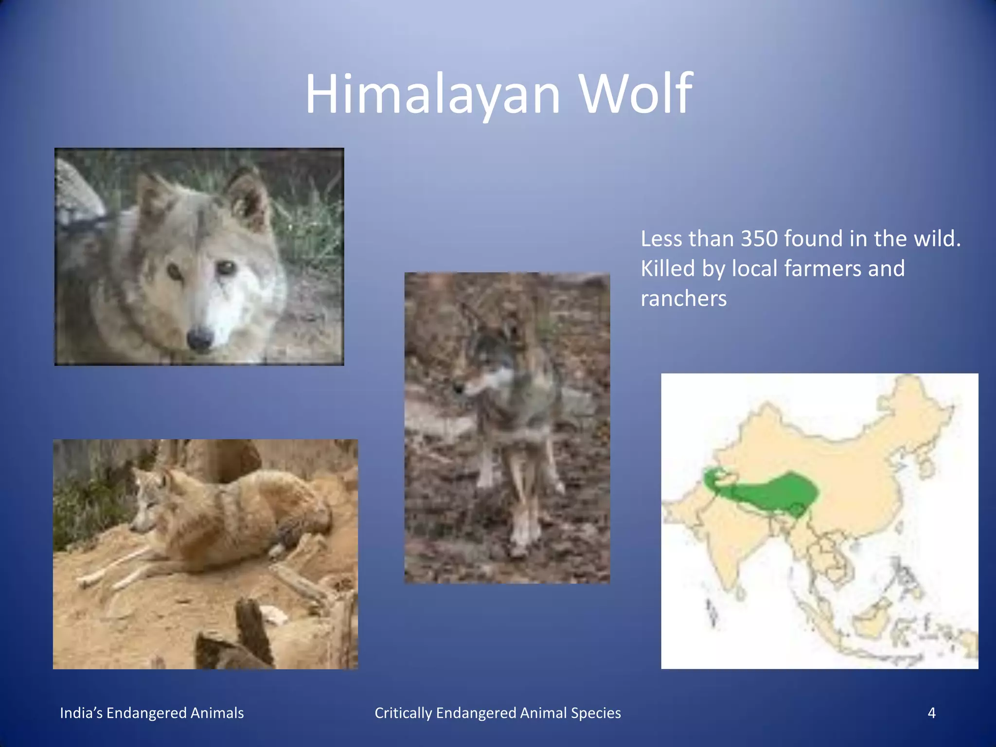 Endangered Animals 2 | PDF