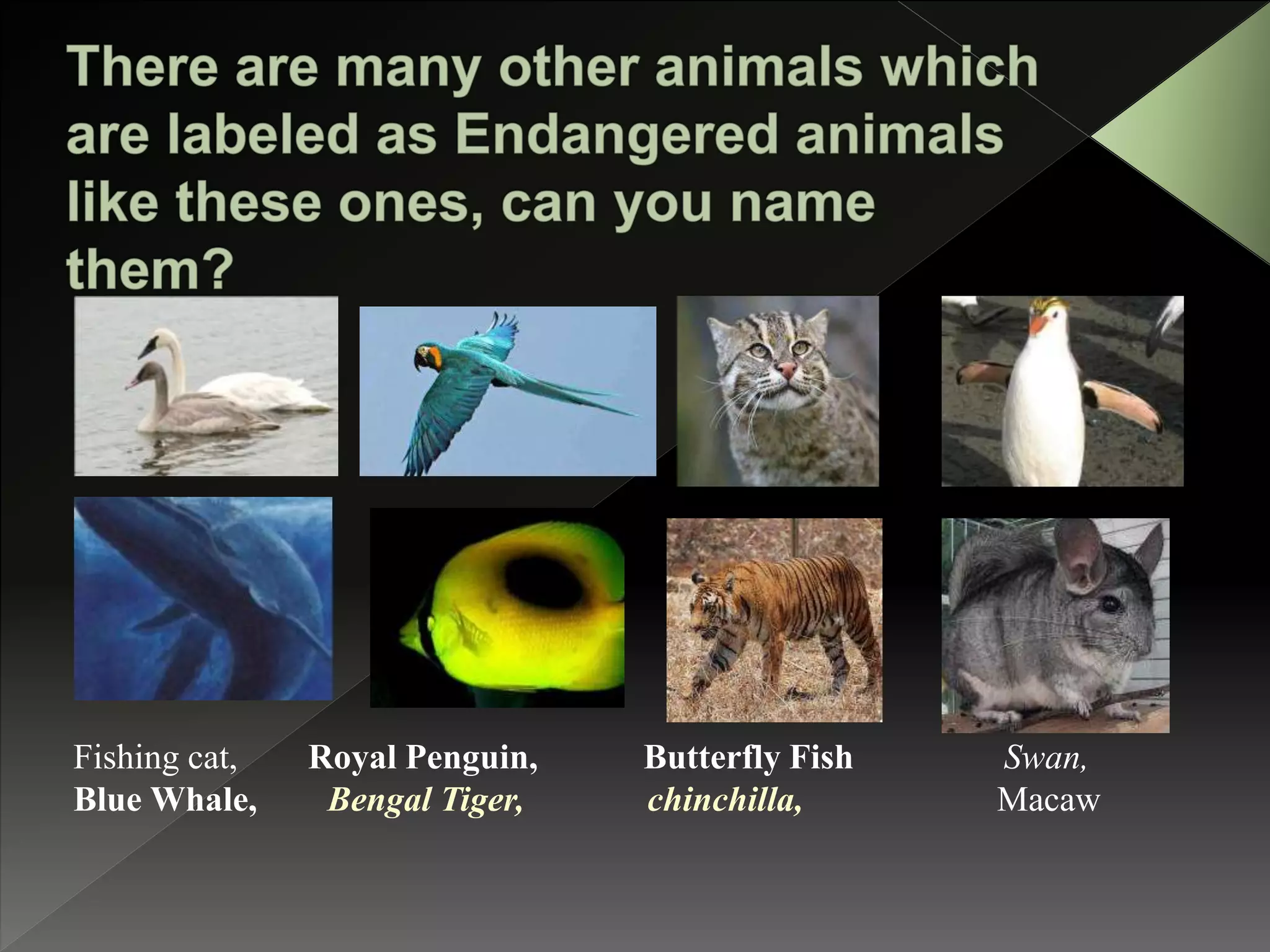 Endangered animals | PPT