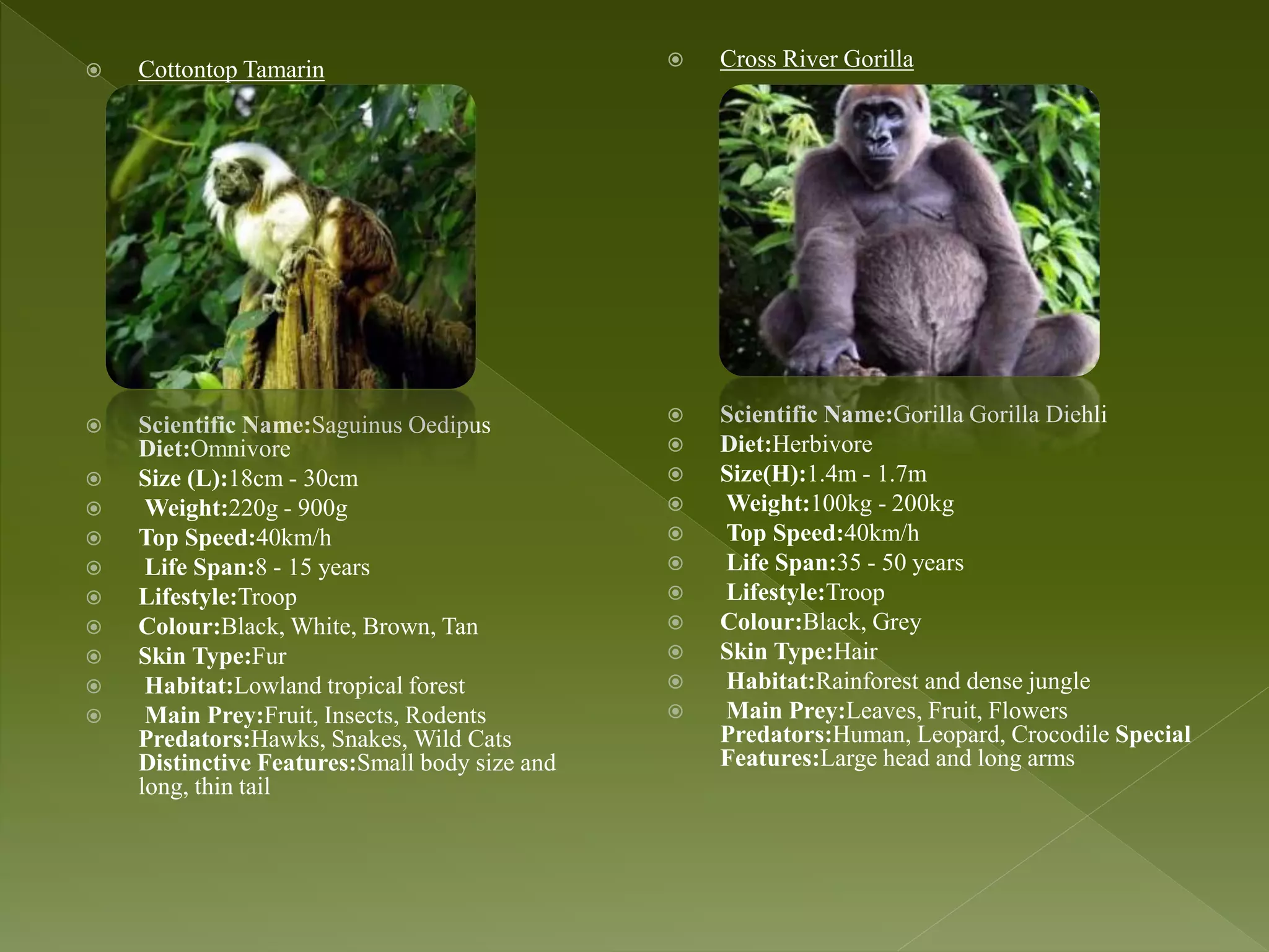 Endangered animals | PPTX