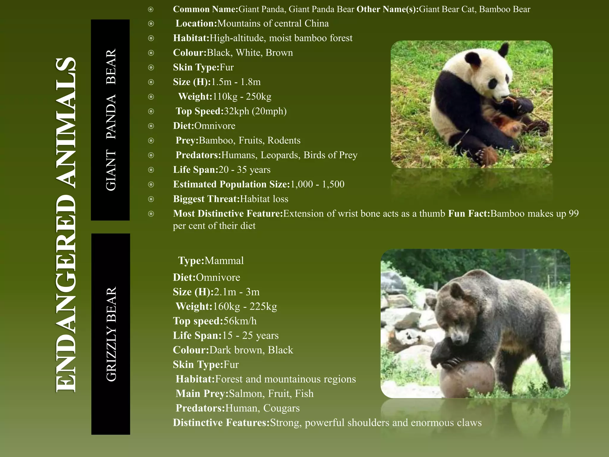 Endangered animals | PPTX