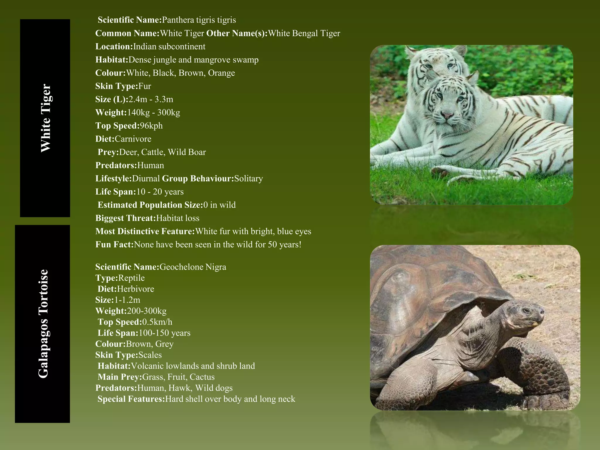 Endangered animals | PPT