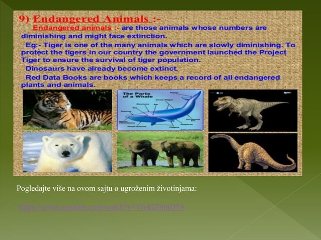 Endangered animals | PPT