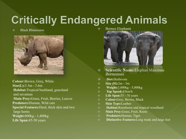 Endangered animals | PPT