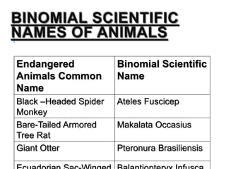 Endangered animals found in ecuador | PPT