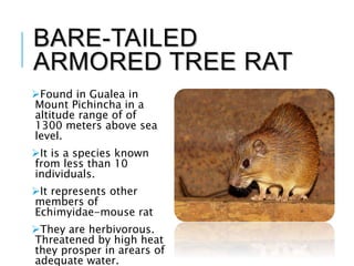 Endangered animals found in ecuador | PPT