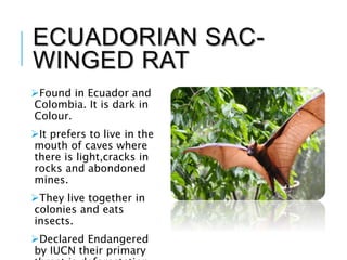 Endangered animals found in ecuador | PPT