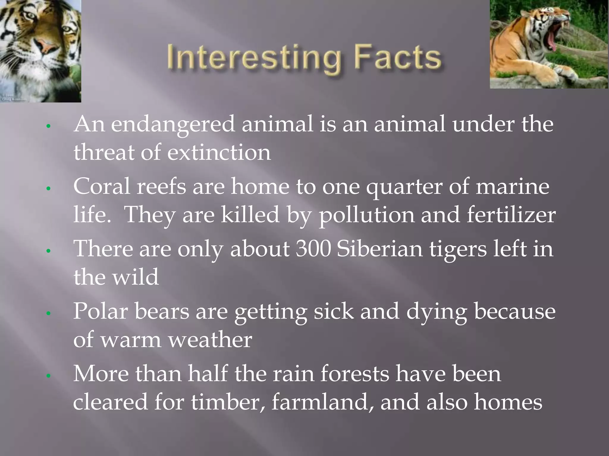 Kozlina - Endangered Animals | PPT