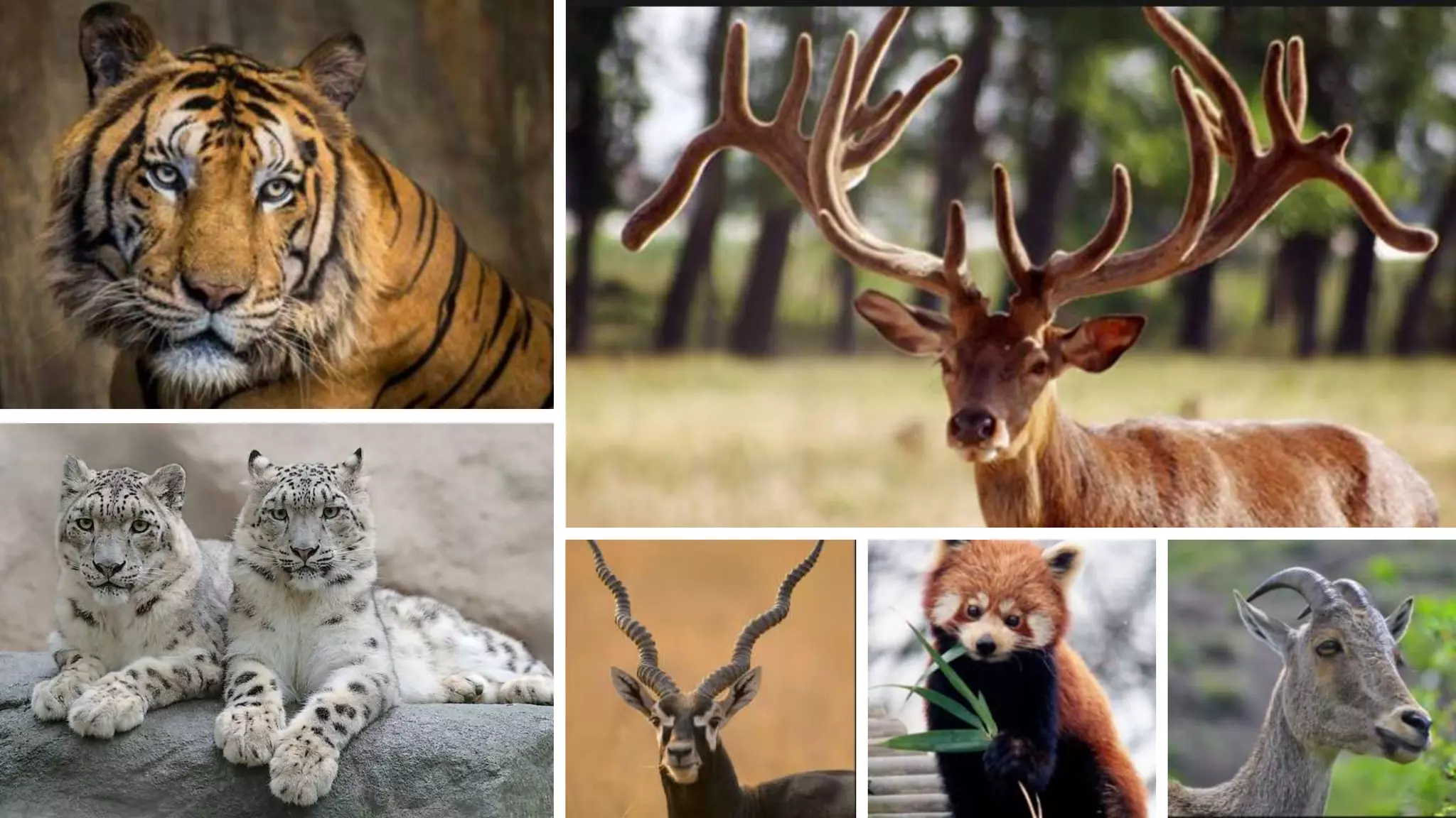 ENDANGERED ANIMALS OF INDIA H&G PROYECT.pptx