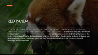 ENDANGERED ANIMALS OF INDIA H&G PROYECT.pptx