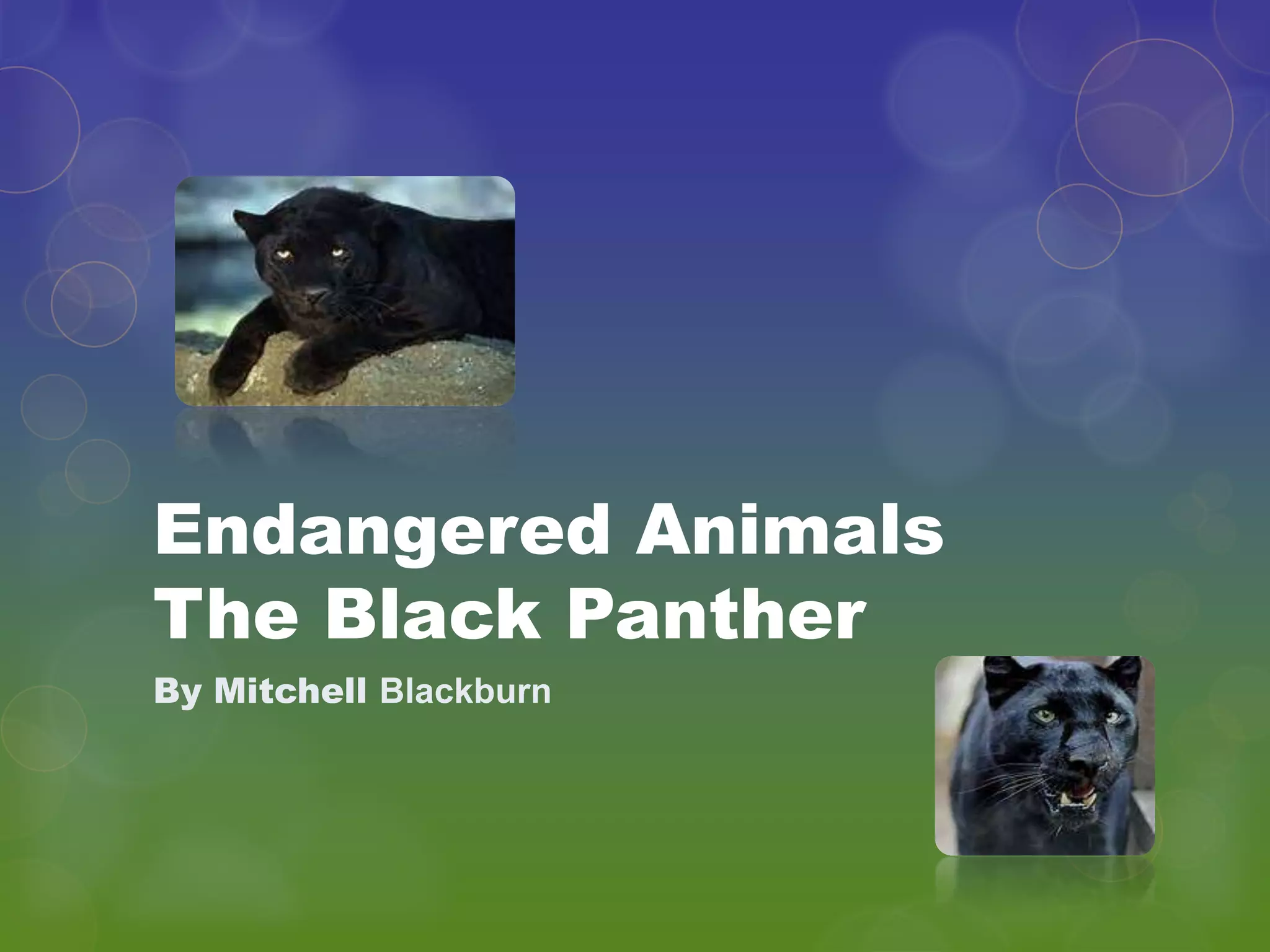 Endangered animals panther | PPTX