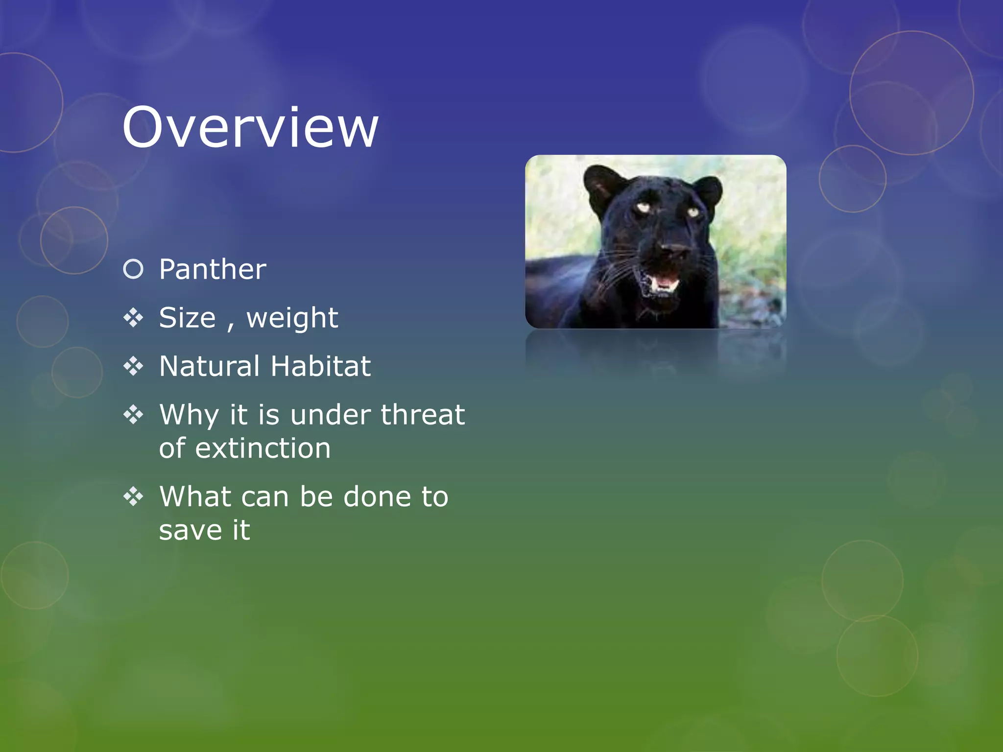 Endangered animals panther | PPTX