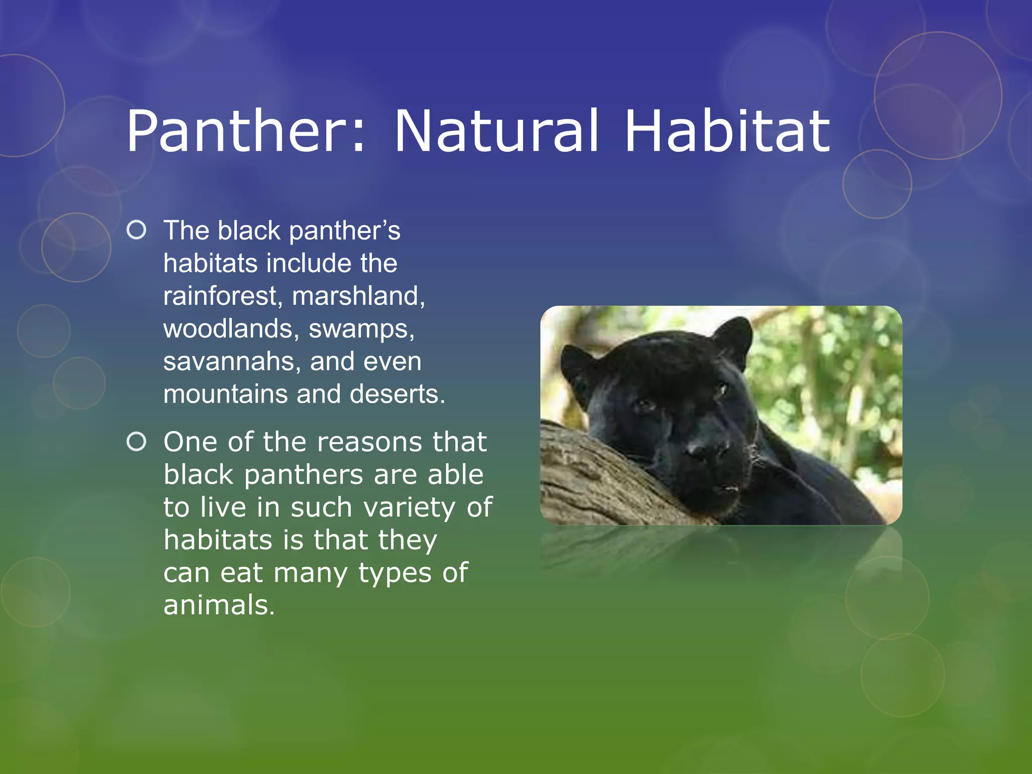 Endangered animals panther | PPTX