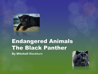 Endangered animals panther | PPTX