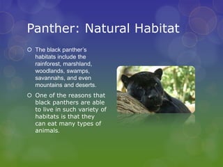Endangered animals panther | PPTX