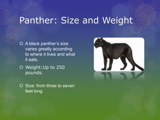 Endangered animals panther | PPTX