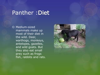 Endangered animals panther | PPTX