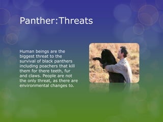 Endangered animals panther | PPTX