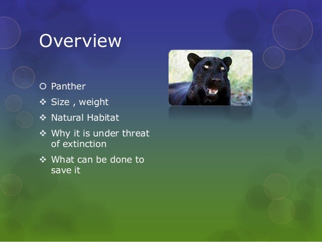 Endangered animals panther